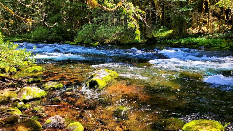 Oregon stream water stock photo. Image of stream, water - 226348398