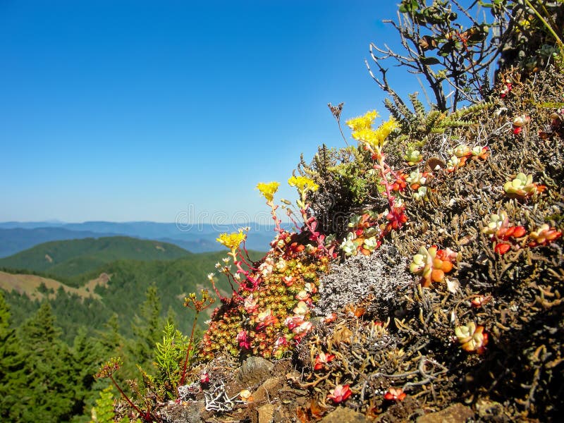 Oregon Summer Mountaintop on Mount June Stock Photo - Image of natural ...