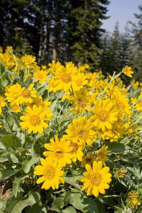 Oregon Sunshine stock image. Image of blooming, california - 5959313
