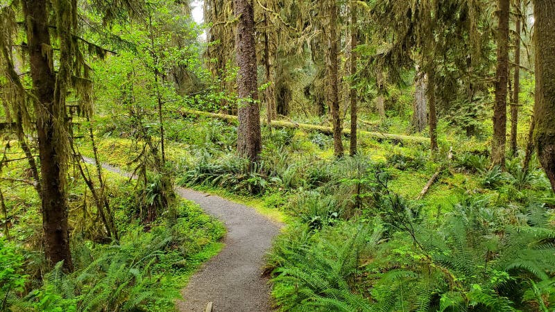 Oregon trail green stock image. Image of leaf, forest - 226349629