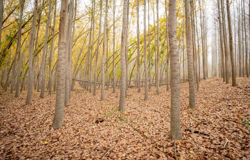 Oregon Tree Farm with Some Trees Leaning Stock Photo - Image of forest ...
