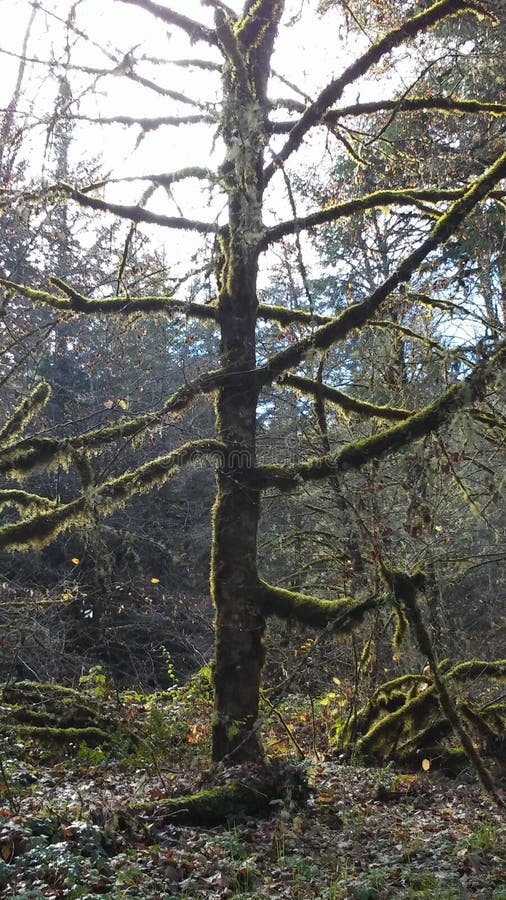 Oregon Tree stock image. Image of covered, oregon, alone - 80794015