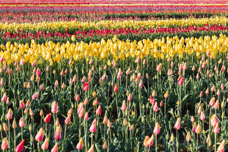 Oregon tulip fields stock image. Image of floral, nature - 39790555