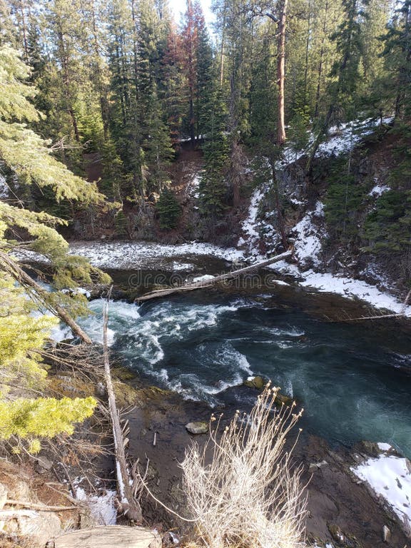 Oregon Vacation stock image. Image of oregon, flower - 222357973