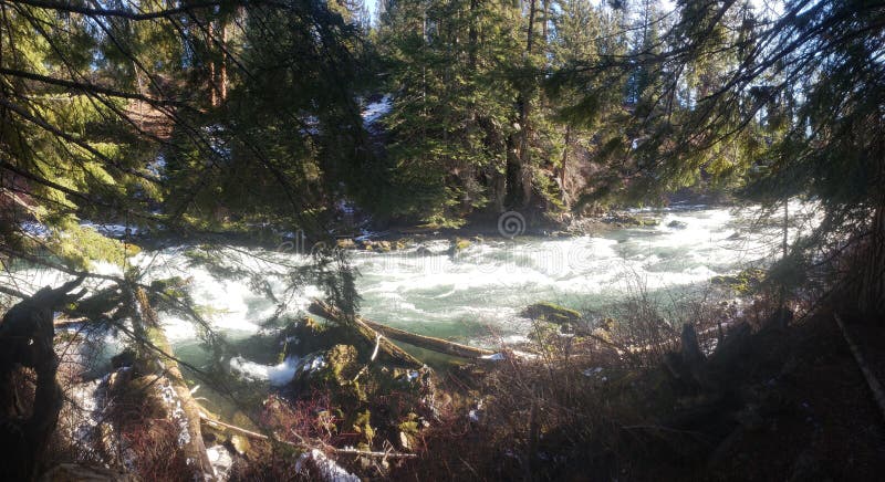 Oregon Vacation stock photo. Image of branch, sunlight - 222358134