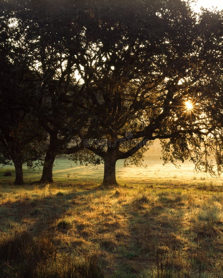 Oregon White Oak Sunrise stock photo. Image of states - 68536448