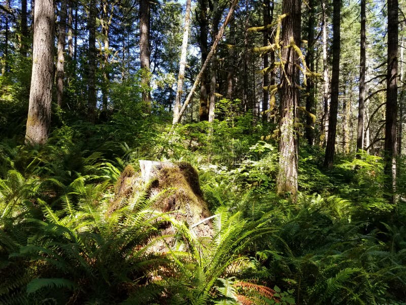 Oregon Wild stock photo. Image of ferns, trees, wild - 156803270