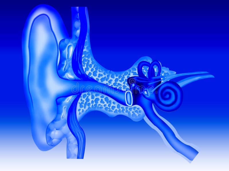 Anatomie 3D De L'oreille Humaine Illustration Stock - Illustration du ...