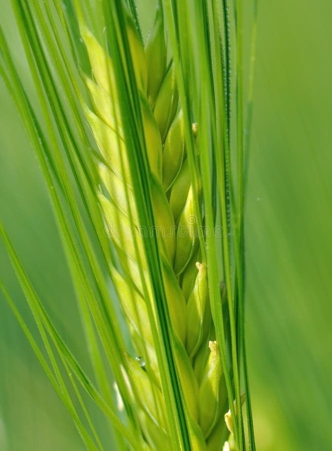 Orge verte image stock. Image du collecte, été, graines - 18209943