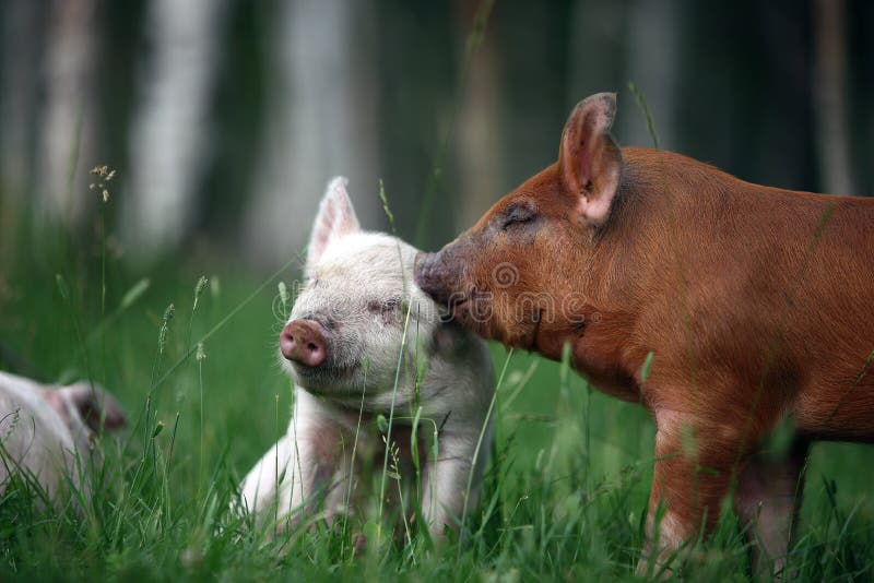 Porcelet rouge de duroc image stock. Image du mammifère - 51393971