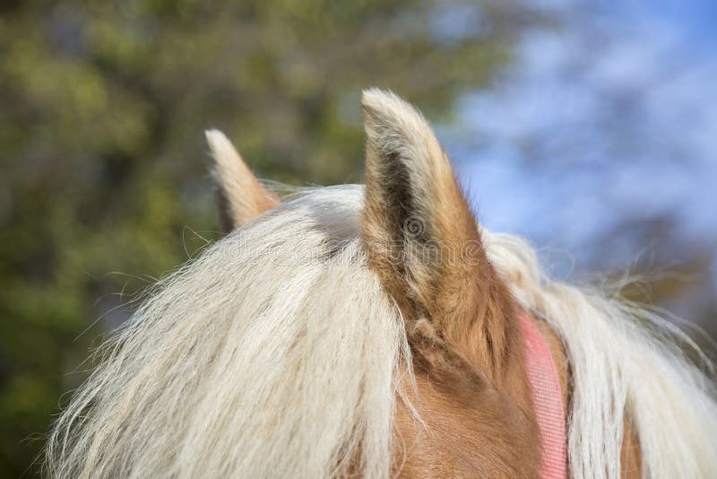 Les oreilles du cheval photo stock. Image du danger, audition - 11750810