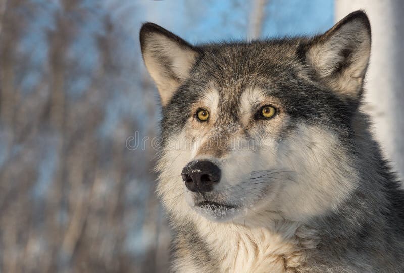 Oreilles De Visage De Lupus De Grey Wolf Canis En Avant Photo stock ...
