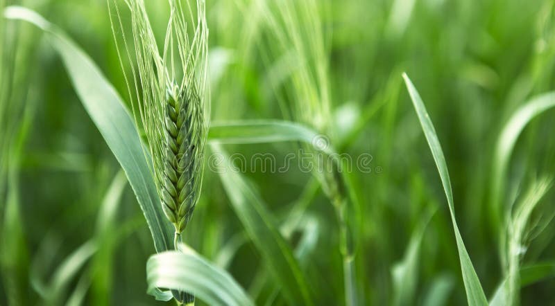 Orge verte photo stock. Image of unripened, vent, maïs - 4001754