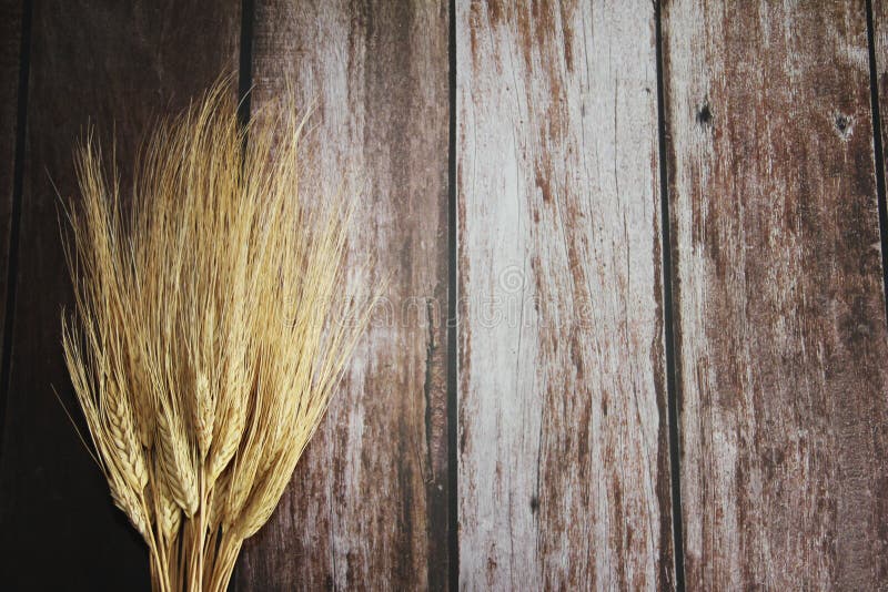 Orejas Secas De Trigo De Color Amarillo Largo Con Granos Imagen de ...