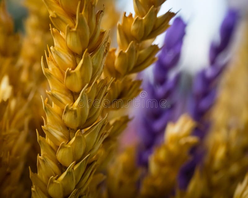 Flor Roxa Do Celosia Do Trigo Imagem de Stock - Imagem de prospere ...