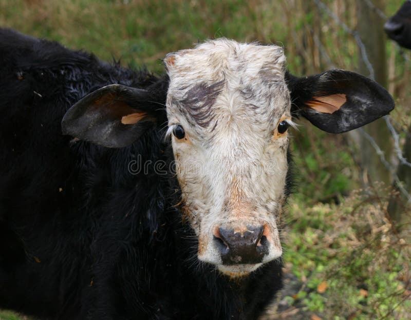 Orelhas grandes imagem de stock. Imagem de vaca, vitela - 429247