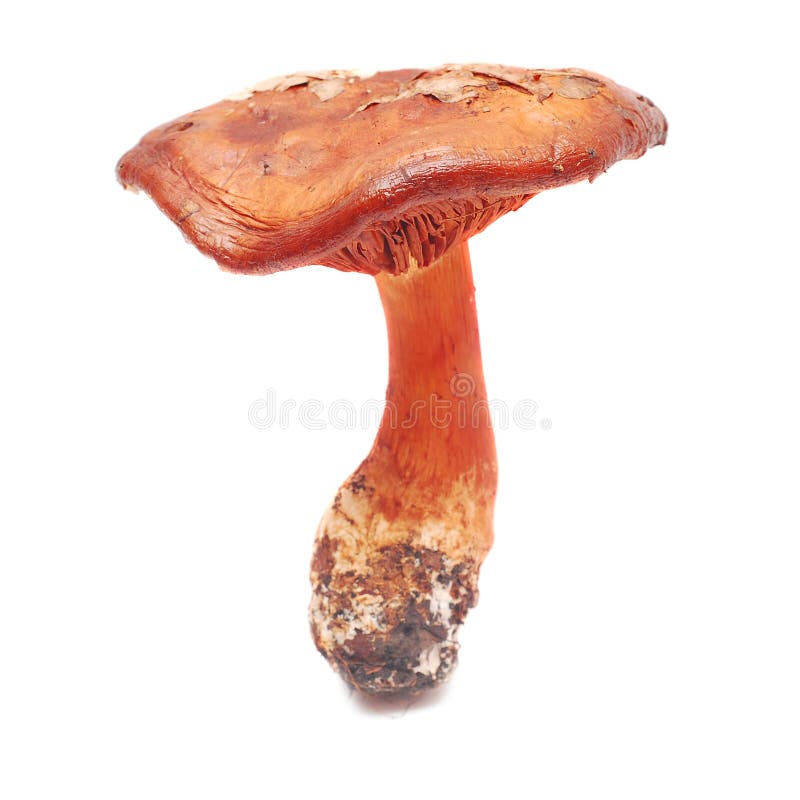 Orellanus do Cortinarius imagem de stock. Imagem de fungo - 35319567