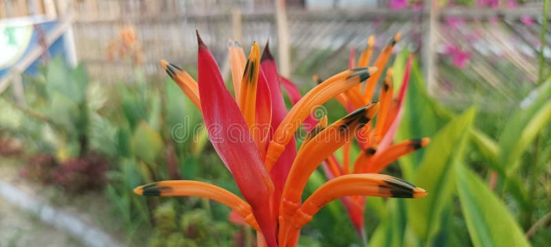 Oren Canna Flower Stock Photos - Free & Royalty-Free Stock Photos from ...