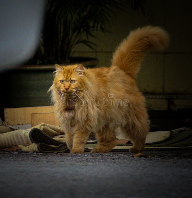 Oren Cat Walking on the Street Stock Image - Image of wildcat ...