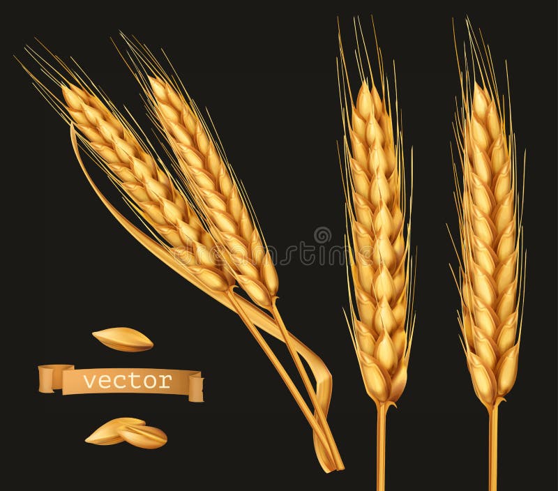 Oren Van Tarwe 3d Vectorpictogramreeks Vector Illustratie ...