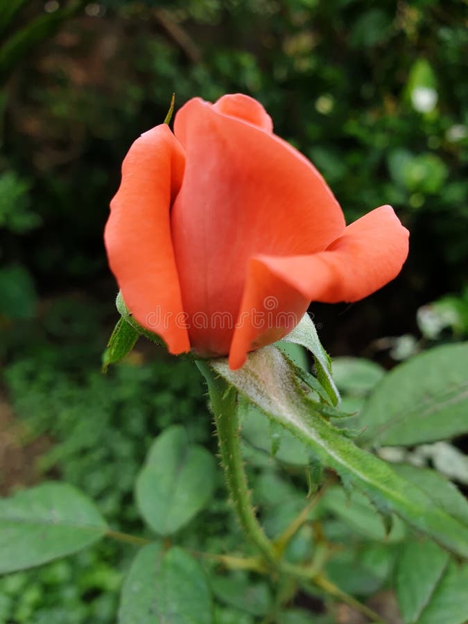 Orenge rose stock photo. Image of blooming, orange, garden - 132432194