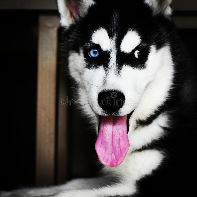 Oreo stock photo. Image of bieyed, siberian, oreo, husky - 126500450