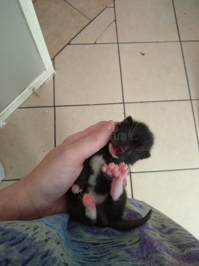 Oreo editorial stock image. Image of kitten, baby, brand - 156500884