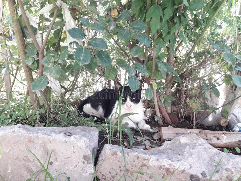 Oreo es un gato imagen de archivo. Imagen de mascota - 224561873