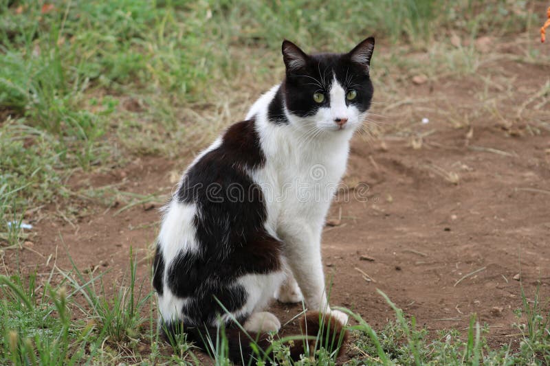 Oreo Kitty Stock Photos - Free & Royalty-Free Stock Photos from Dreamstime