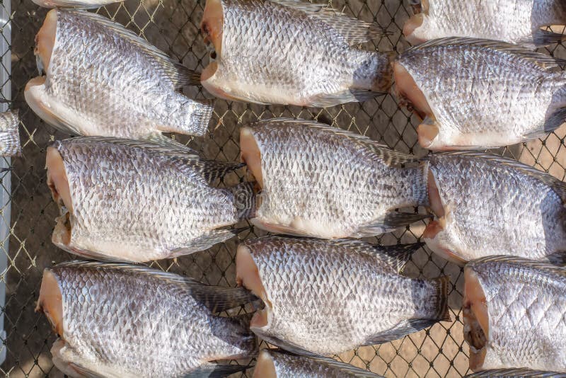 Oreochromis Niloticus on Net Stock Image - Image of nature, tilapia ...