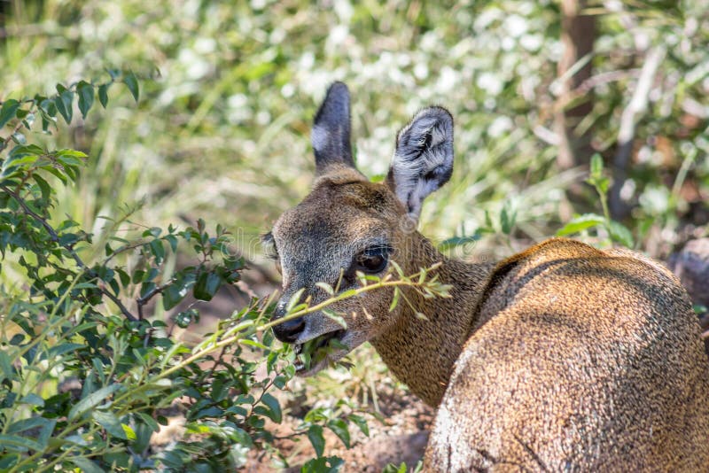 Oreotragus Di Klipspringer Oreotragus Fotografia Stock - Immagine di ...