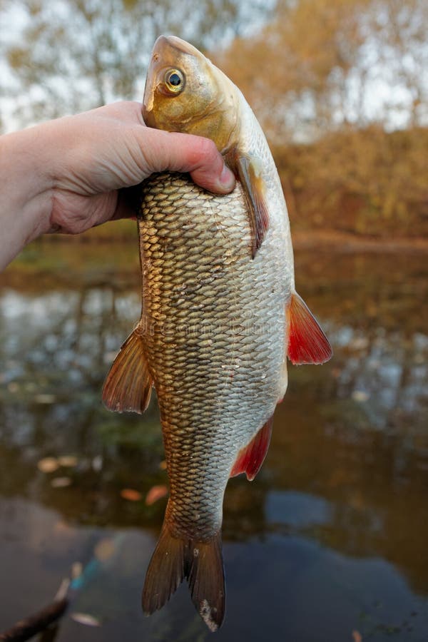 Orfe Fish Stock Photos - Free & Royalty-Free Stock Photos from Dreamstime