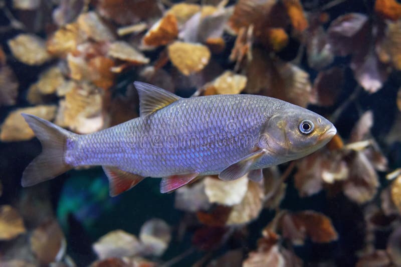 Orfe (Leuciscus idus) stock photo. Image of animal, orfe - 62045126