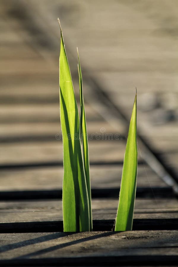 Spring starting stock photo. Image of starting, pecs - 113896066