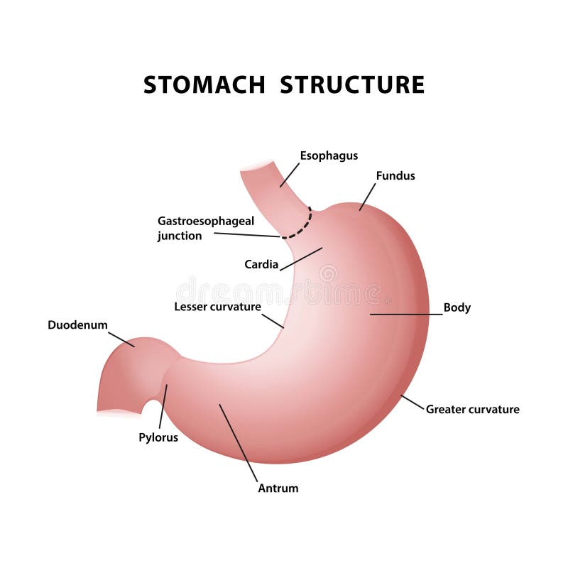 Human stomach structure stock vector. Illustration of medical - 310563263