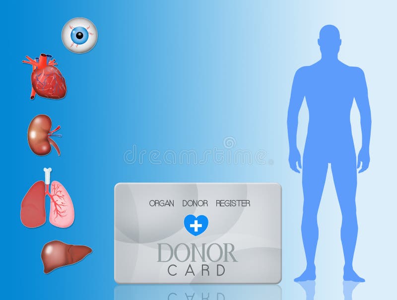 Orgaandonor Voor Transplantatie Stock Illustratie - Illustration of ...