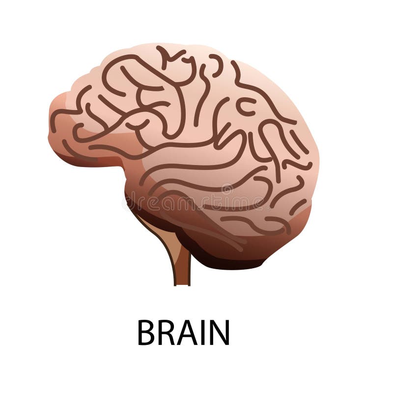 Body Organs that are in the Head, the Brain Functions As an Organ for ...