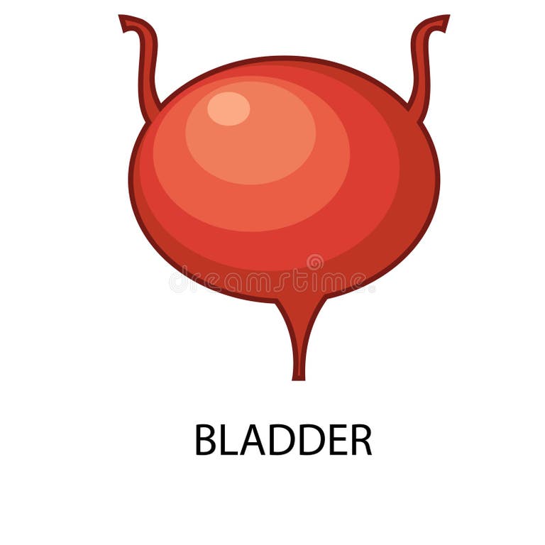 Urine Storage Device Stock Illustrations – 1 Urine Storage Device Stock ...