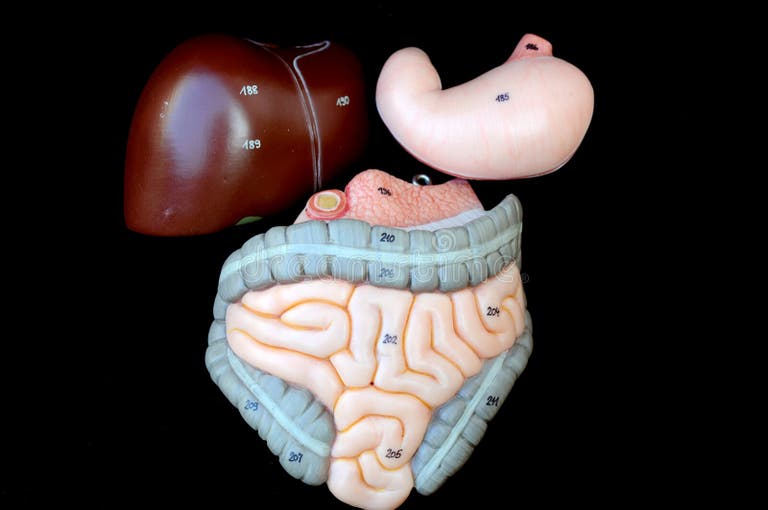 218 Human Organs Diagram Stock Photos - Free & Royalty-Free Stock ...