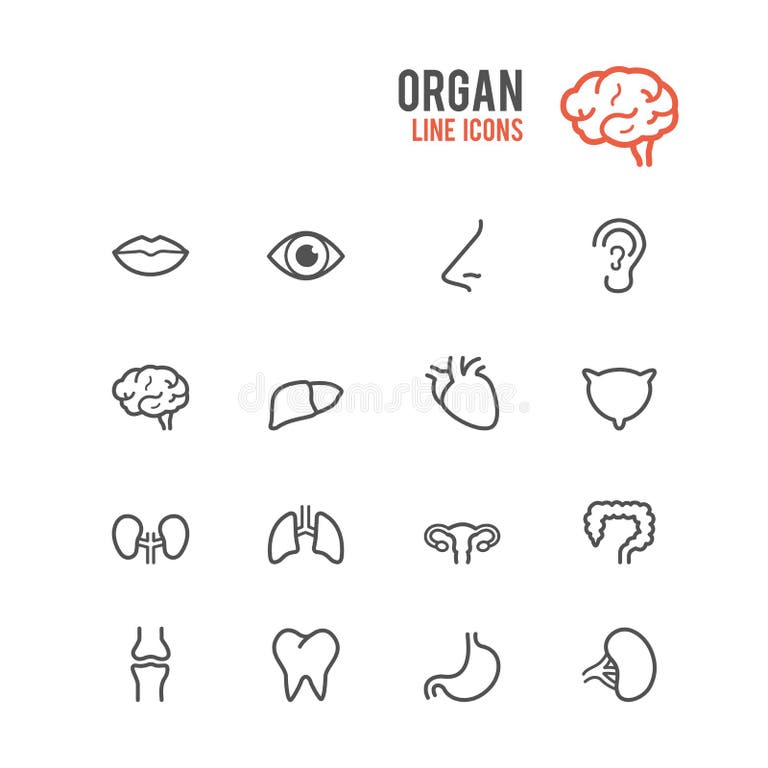 Organ Icon Stock Illustrations – 335,835 Organ Icon Stock Illustrations ...