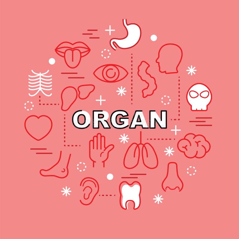 Organ Minimal Outline Icons Stock Vector - Illustration of health ...