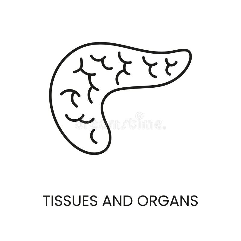 Organ Pancreas Line Vector Icon with Editable Stroke Stock Vector ...