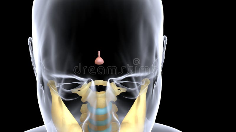 Human Anatomy 3d Illustration Stock Illustration - Illustration of ...