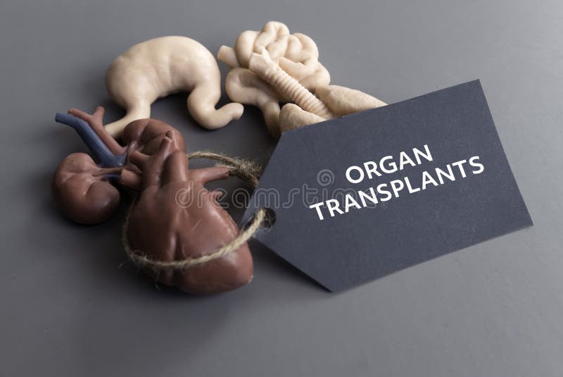 Organ Transplants Concept with Anatomical Models and Tag on Gray ...