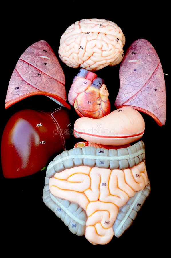 Organe d'humain photo stock. Image du digestif, orange - 42905938