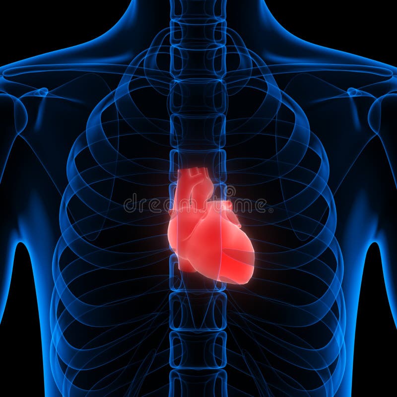 Organes De Corps Humain (coeur) Illustration Stock - Illustration du ...