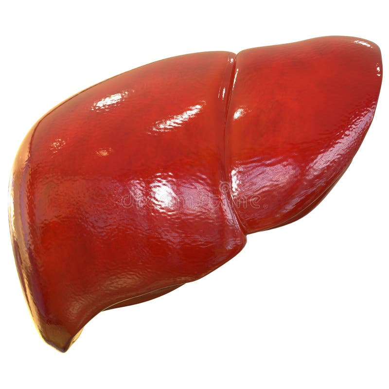 Organes De Corps Humain (foie) Illustration Stock - Image: 65666118