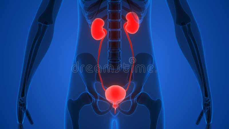 Organes De Corps Humain (reins) Illustration Stock - Illustration: 68717774