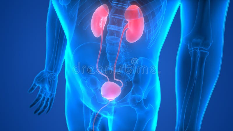 Organes De Corps Humain (reins) Illustration Stock - Image: 73983197