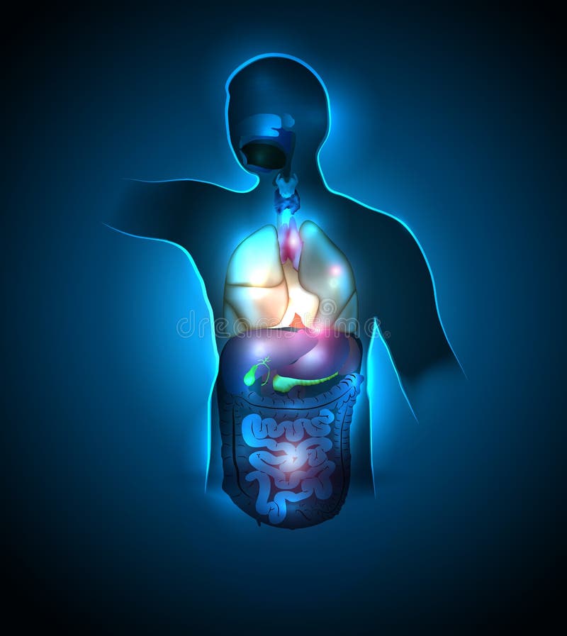 Organes Internes De Corps Humain Illustration de Vecteur - Illustration ...